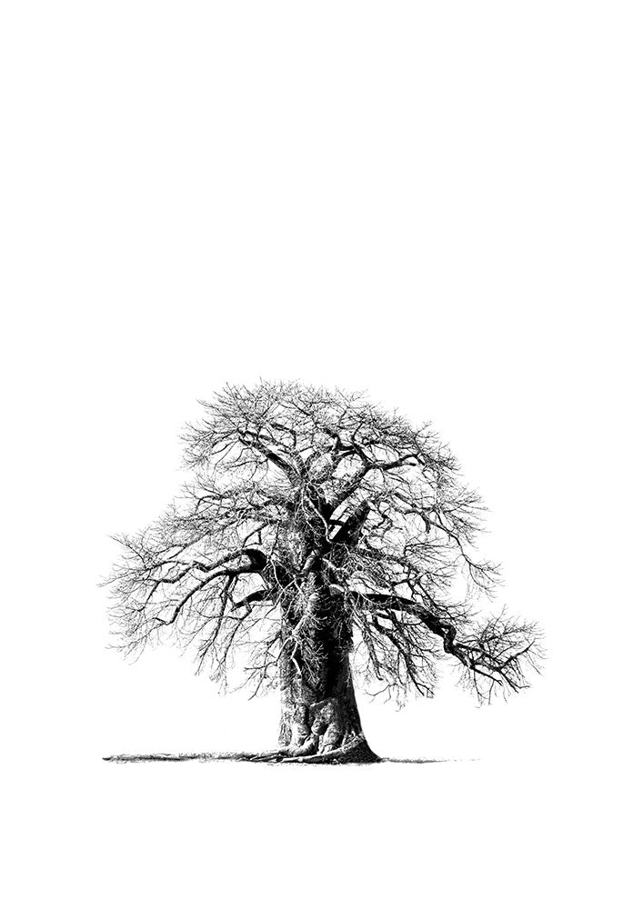 Safari Tree Drawing